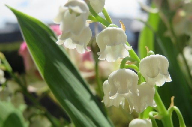 Le Lilial®, une molécule parfumante sur siège éjectable ! - Regard sur ...